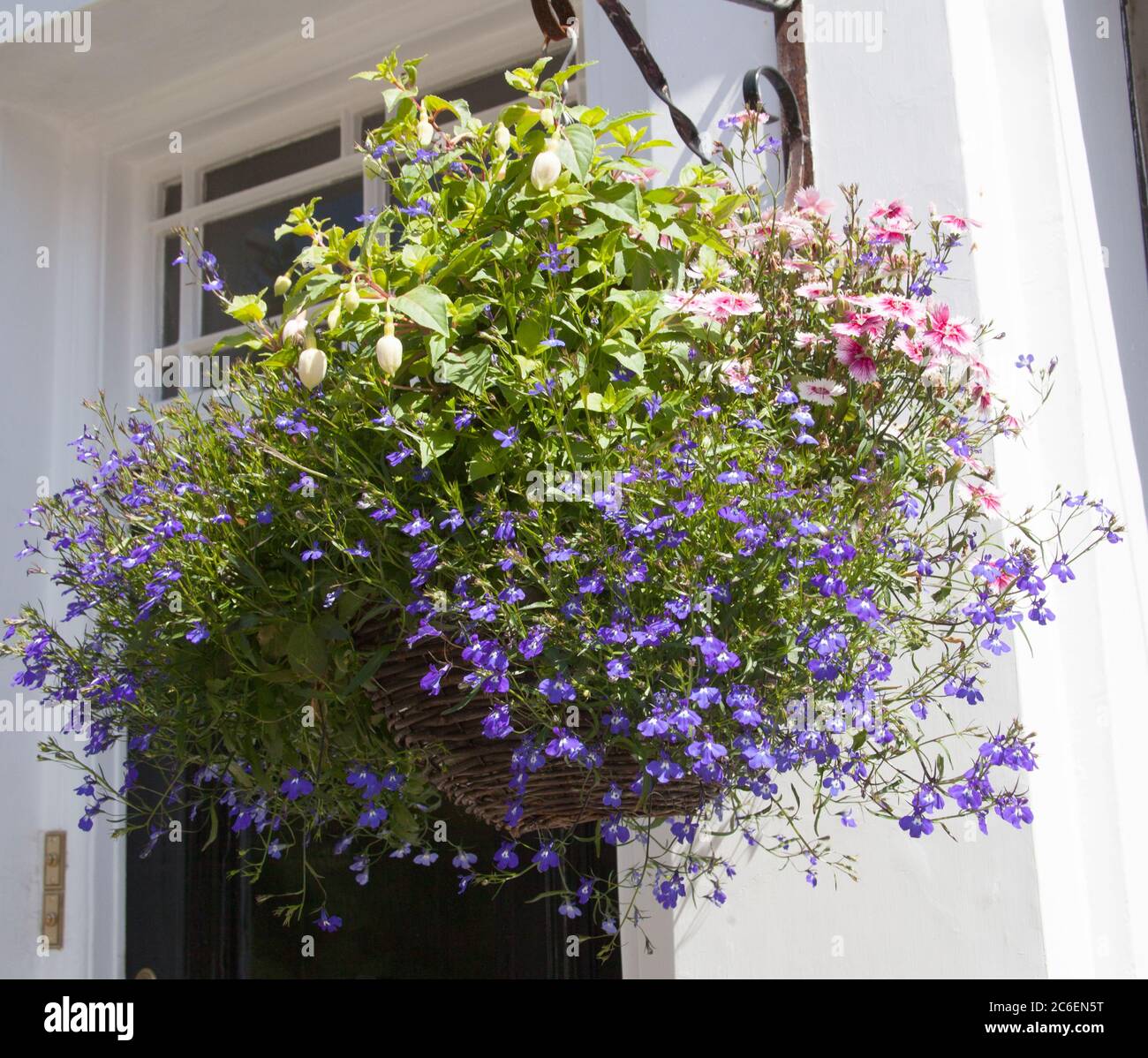 Lobelia High Resolution Stock Photography and Images - Alamy