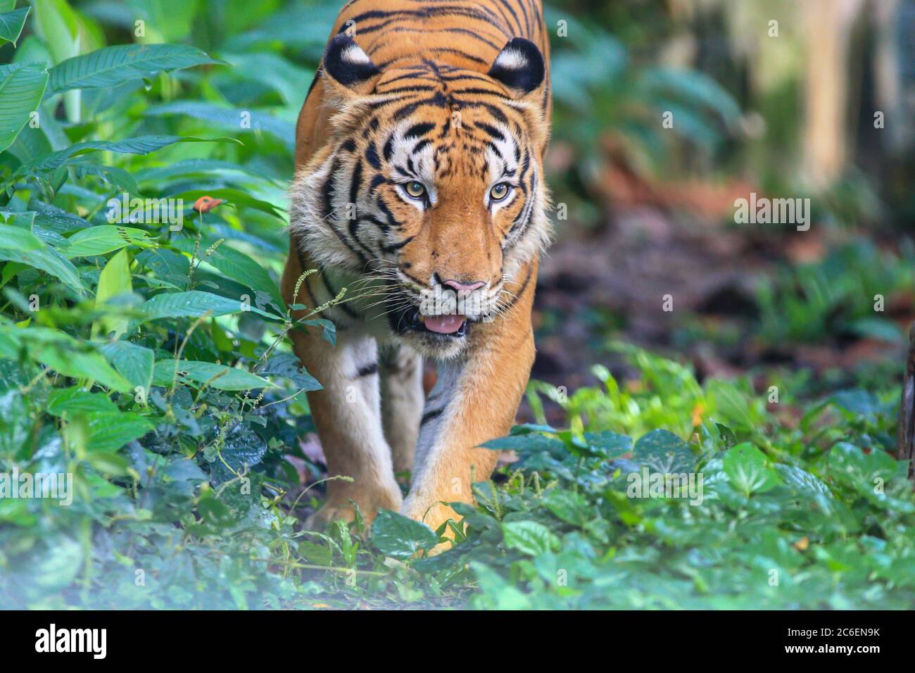 Tiger Washing High Resolution Stock Photography and Images - Alamy
