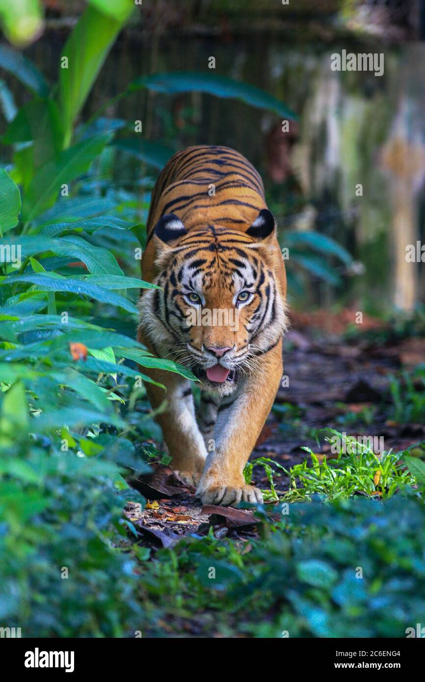 Tiger Washing High Resolution Stock Photography and Images - Alamy