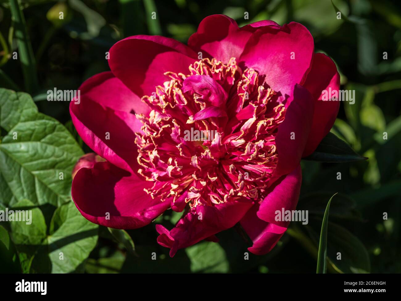 A close up of a deep crimson Peony blooming in a summer garden. A ...