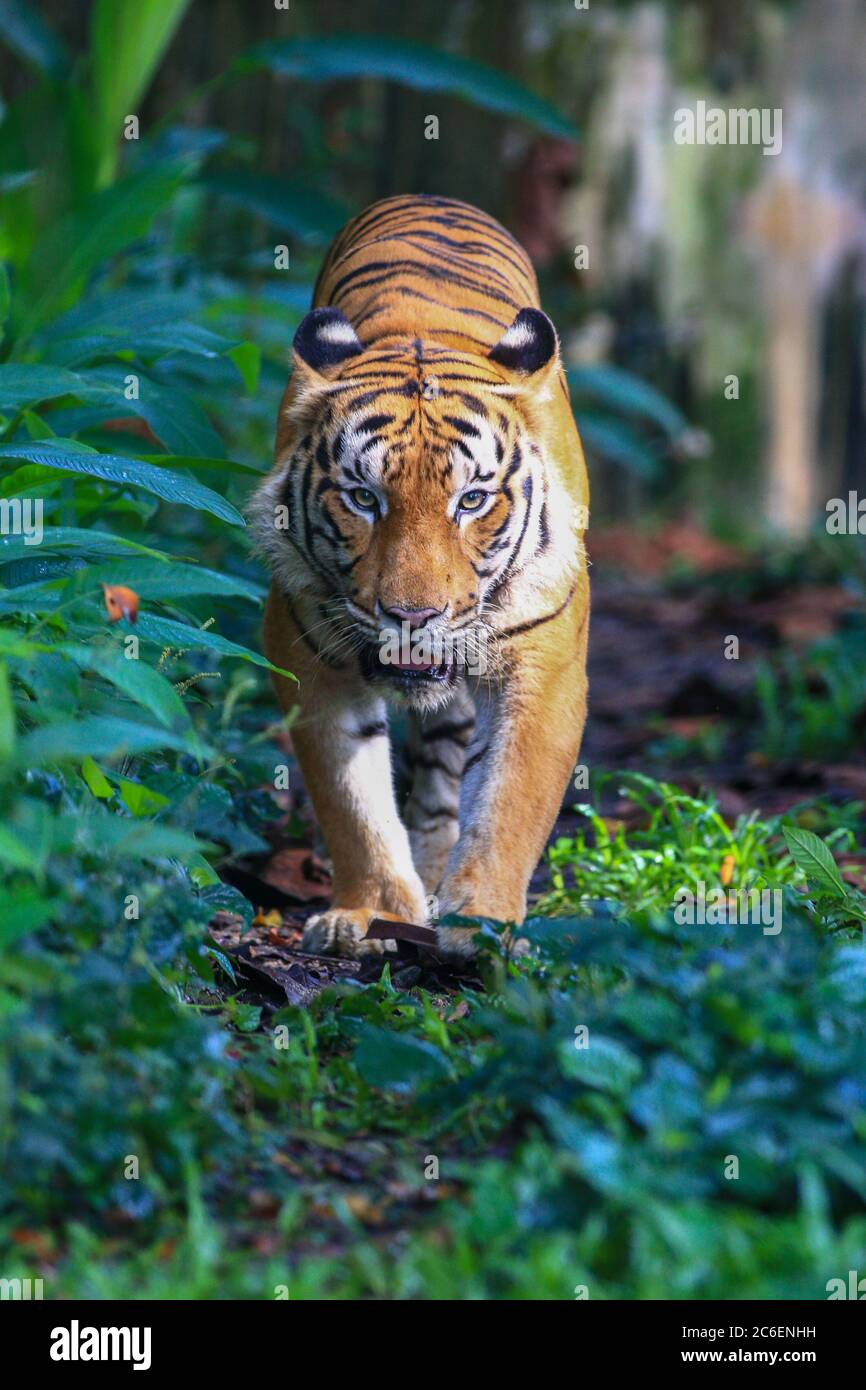 The Malayan Tiger in this captivity Stock Photo - Alamy