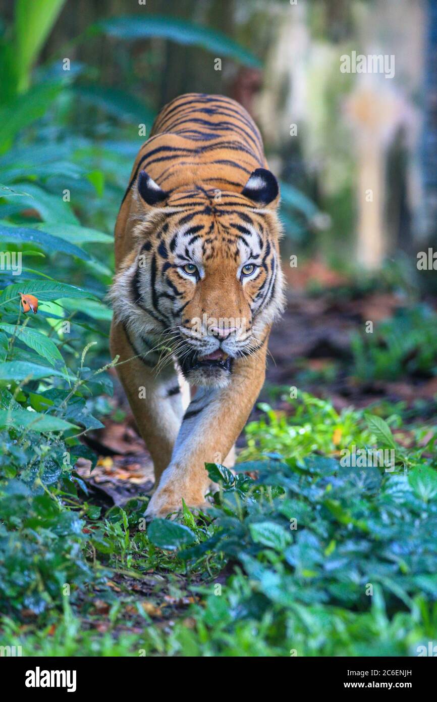 The Malayan Tiger in this captivity Stock Photo - Alamy