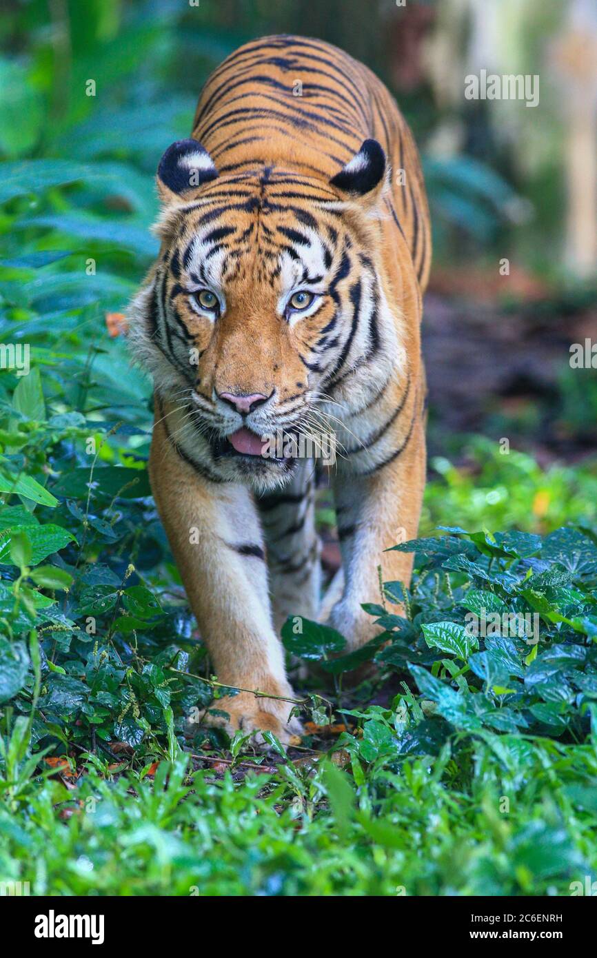 Tiger Washing High Resolution Stock Photography and Images - Alamy