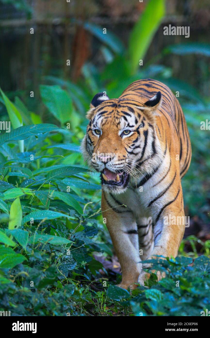 The Malayan Tiger in this captivity Stock Photo - Alamy