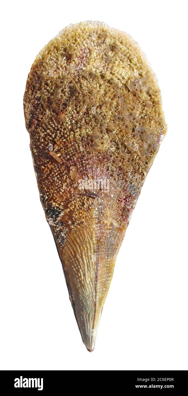 Pinna nobilis shell isolated Stock Photo - Alamy