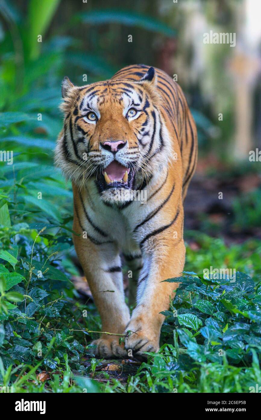Tiger Washing High Resolution Stock Photography and Images - Alamy
