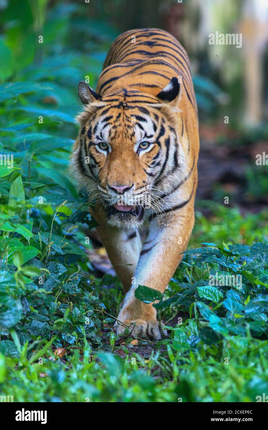 The Malayan Tiger in this captivity Stock Photo - Alamy