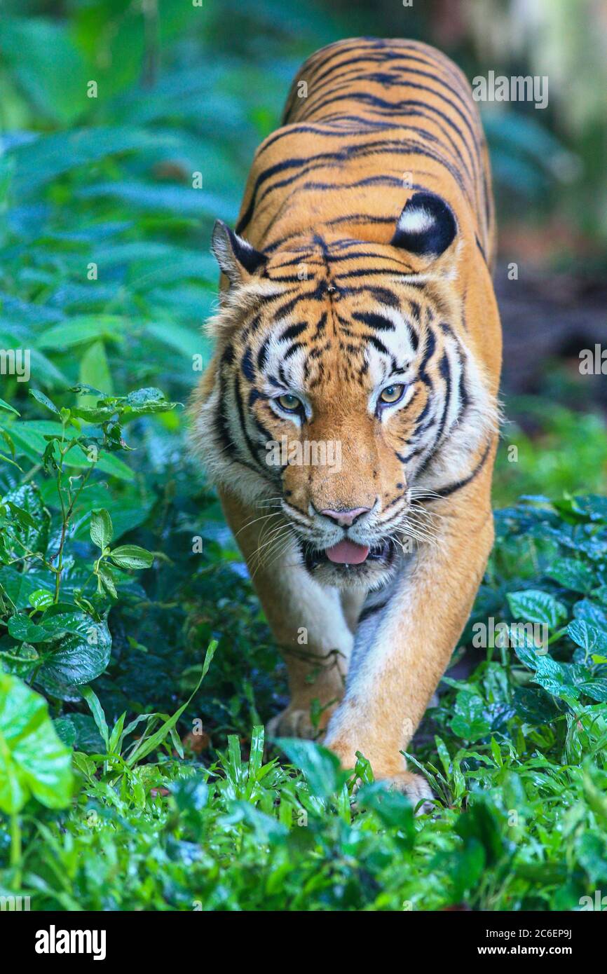 The Malayan Tiger in this captivity Stock Photo - Alamy