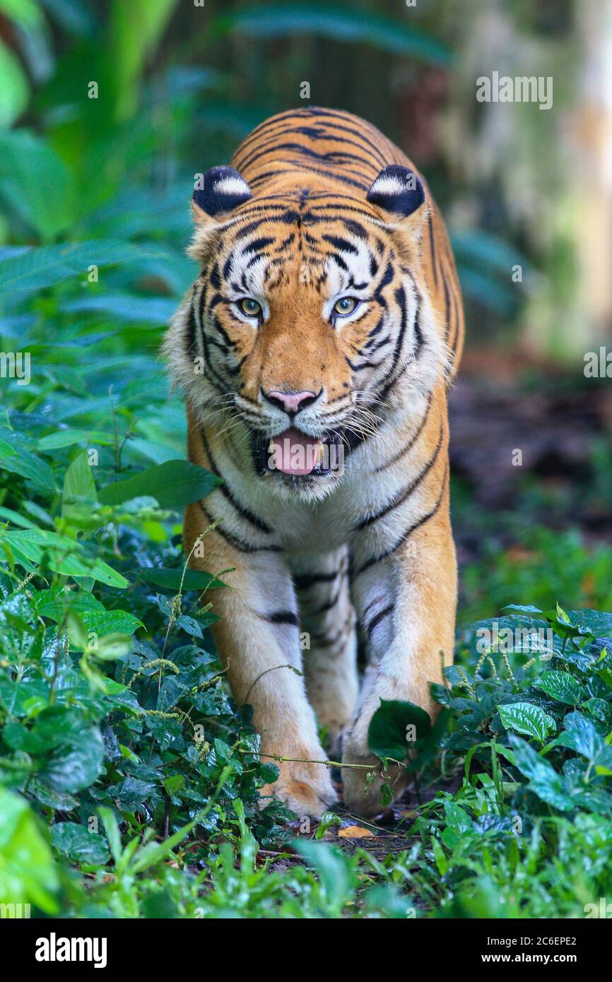 The Malayan Tiger in this captivity Stock Photo - Alamy