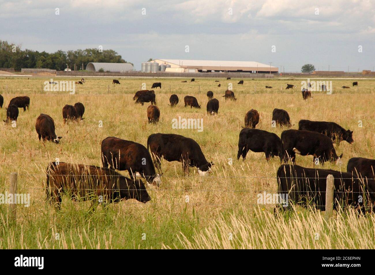 Cattle flat hi-res stock photography and images - Alamy