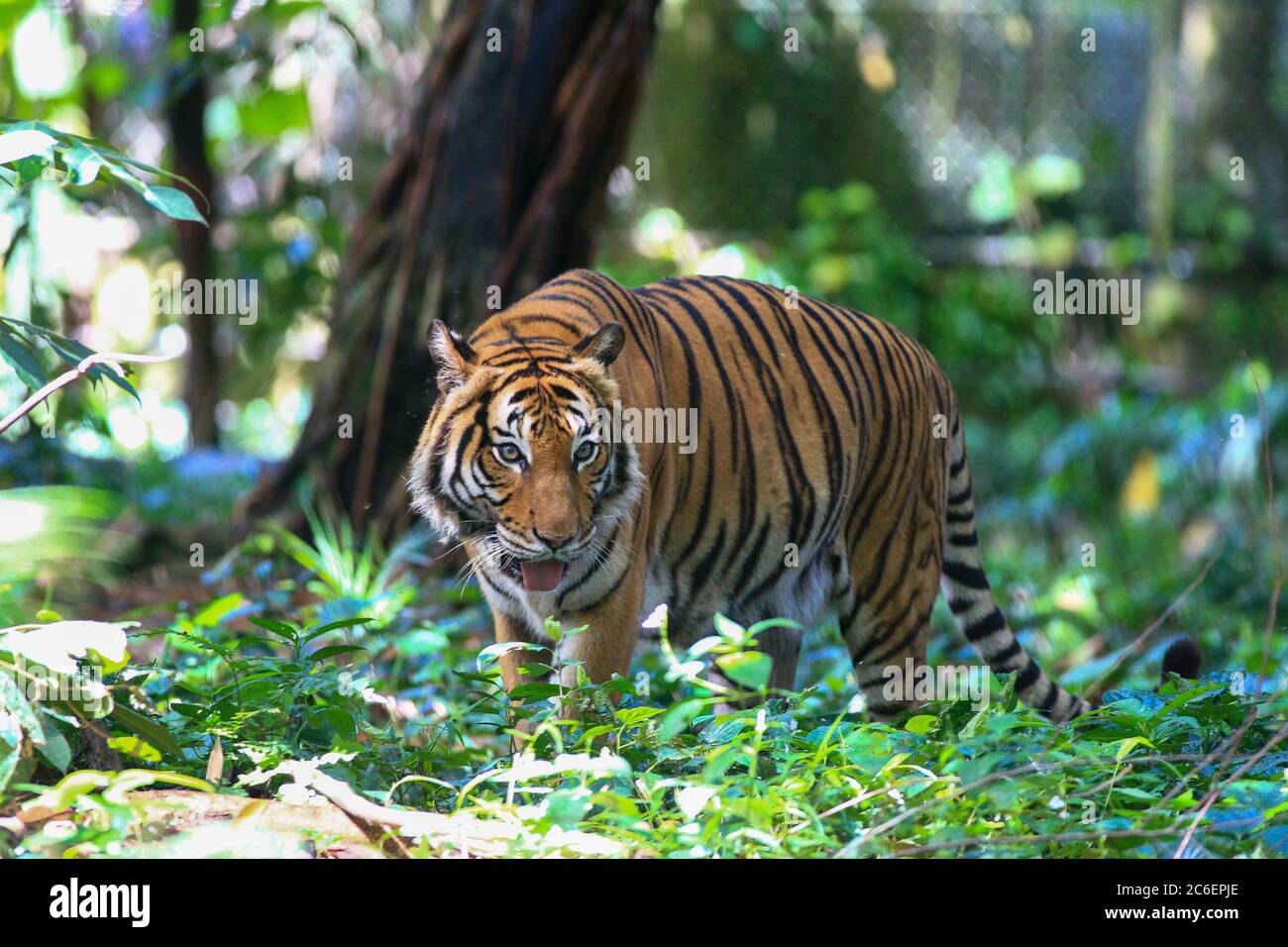 The Malayan Tiger in this captivity Stock Photo - Alamy
