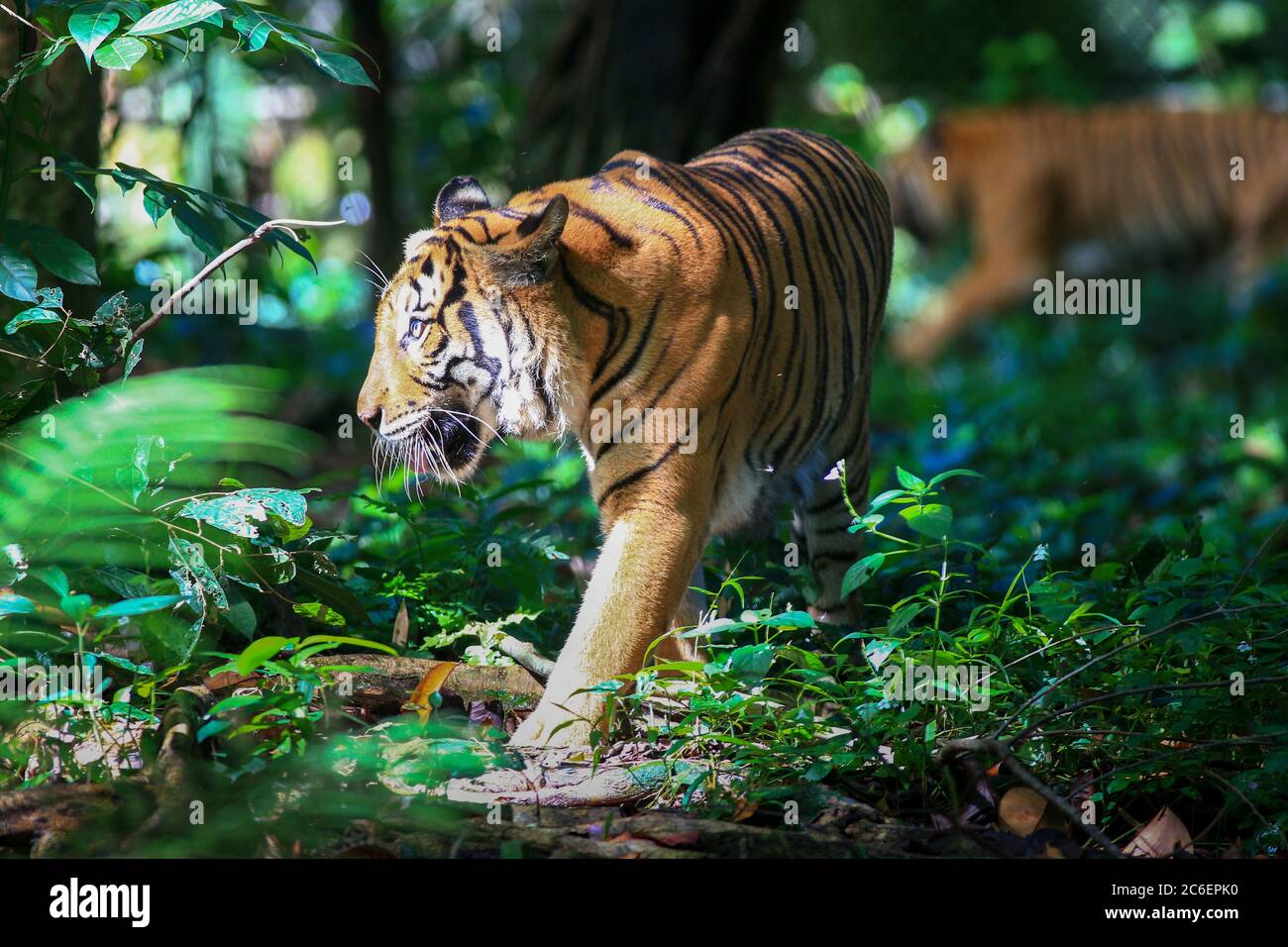 The Malayan Tiger in this captivity Stock Photo - Alamy