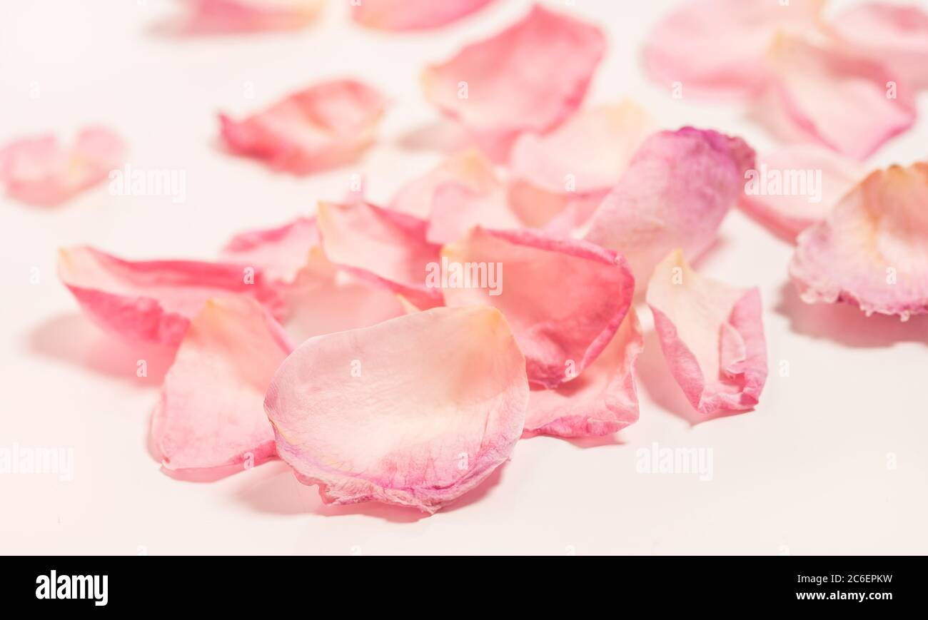 Pale pink rose petals scattered on a plain white background. Delicate ...