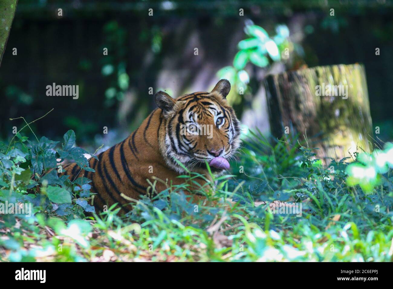 The Malayan Tiger in this captivity Stock Photo - Alamy