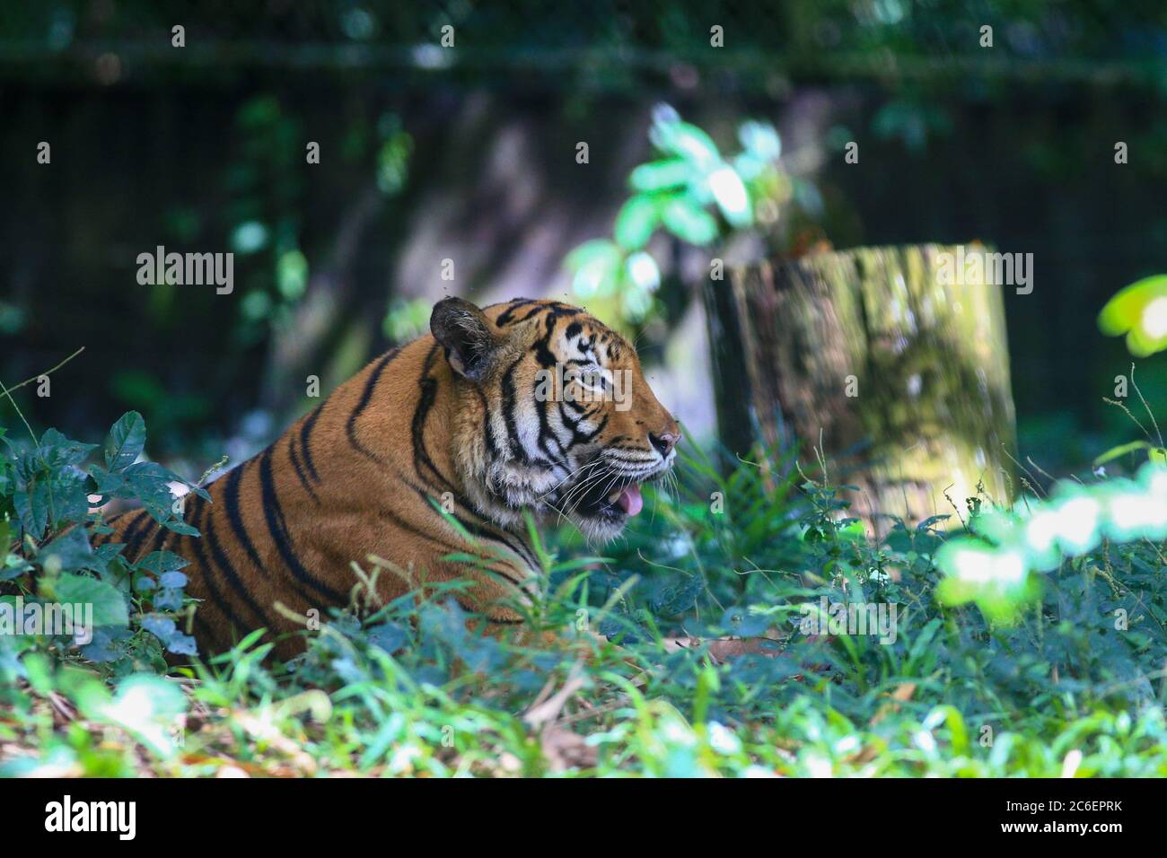 The Malayan Tiger in this captivity Stock Photo - Alamy