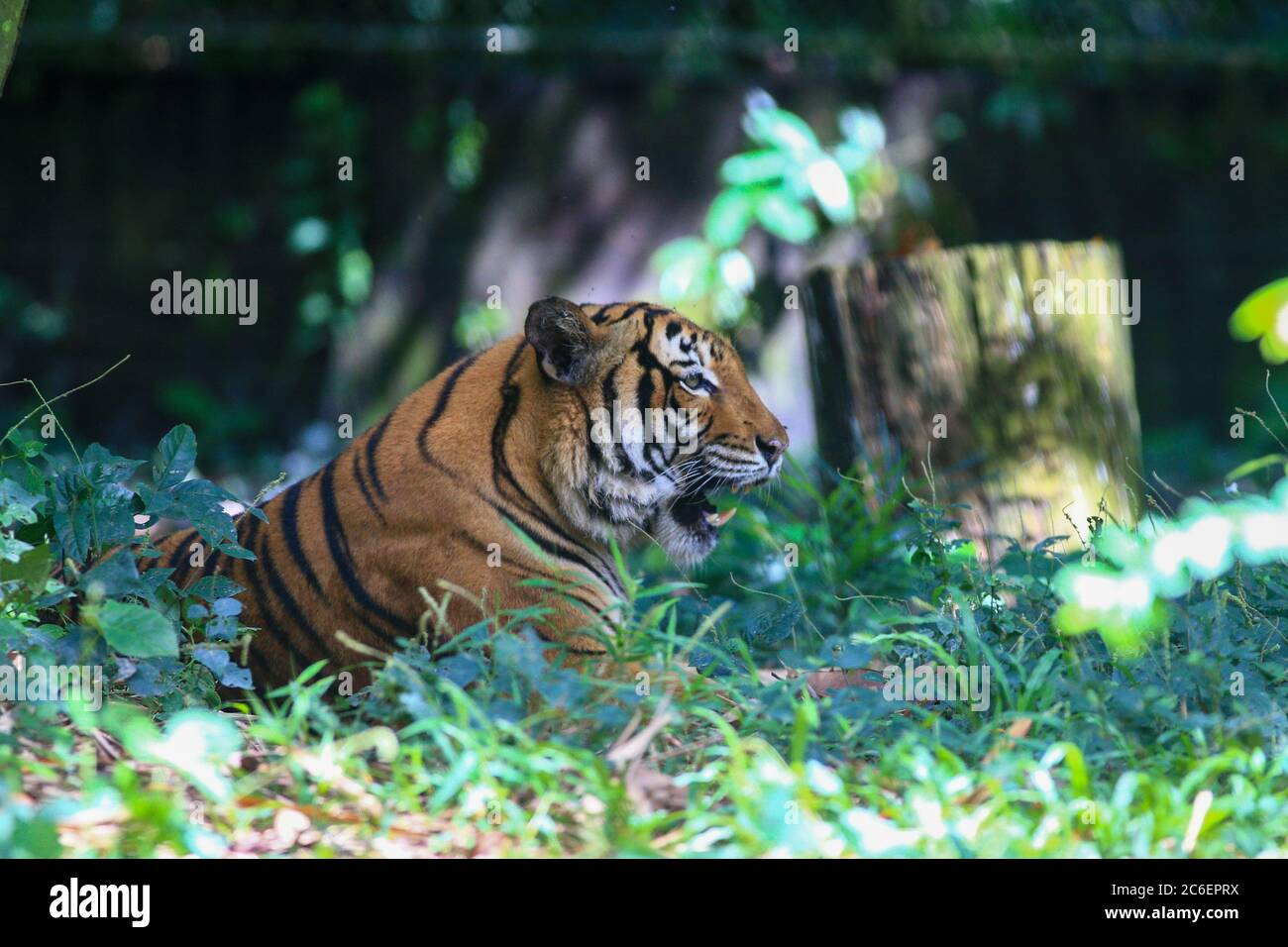 The Malayan Tiger in this captivity Stock Photo - Alamy