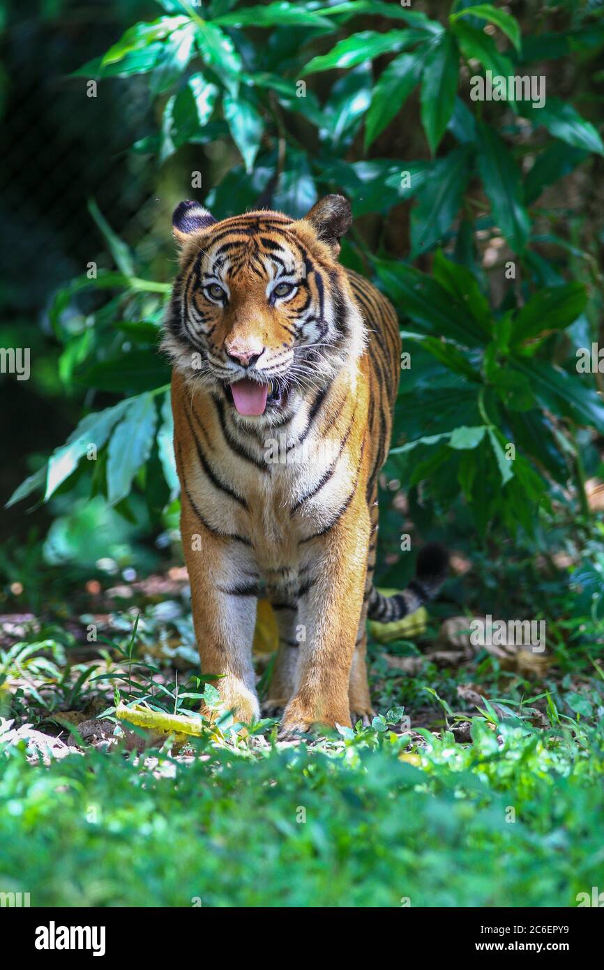 The Malayan Tiger in this captivity Stock Photo - Alamy