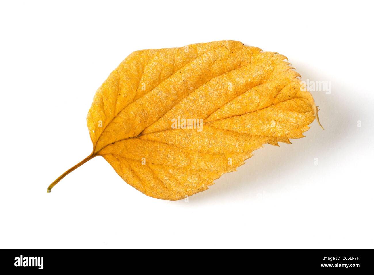 Dry fallen leaf isolated on white paper background Stock Photo - Alamy