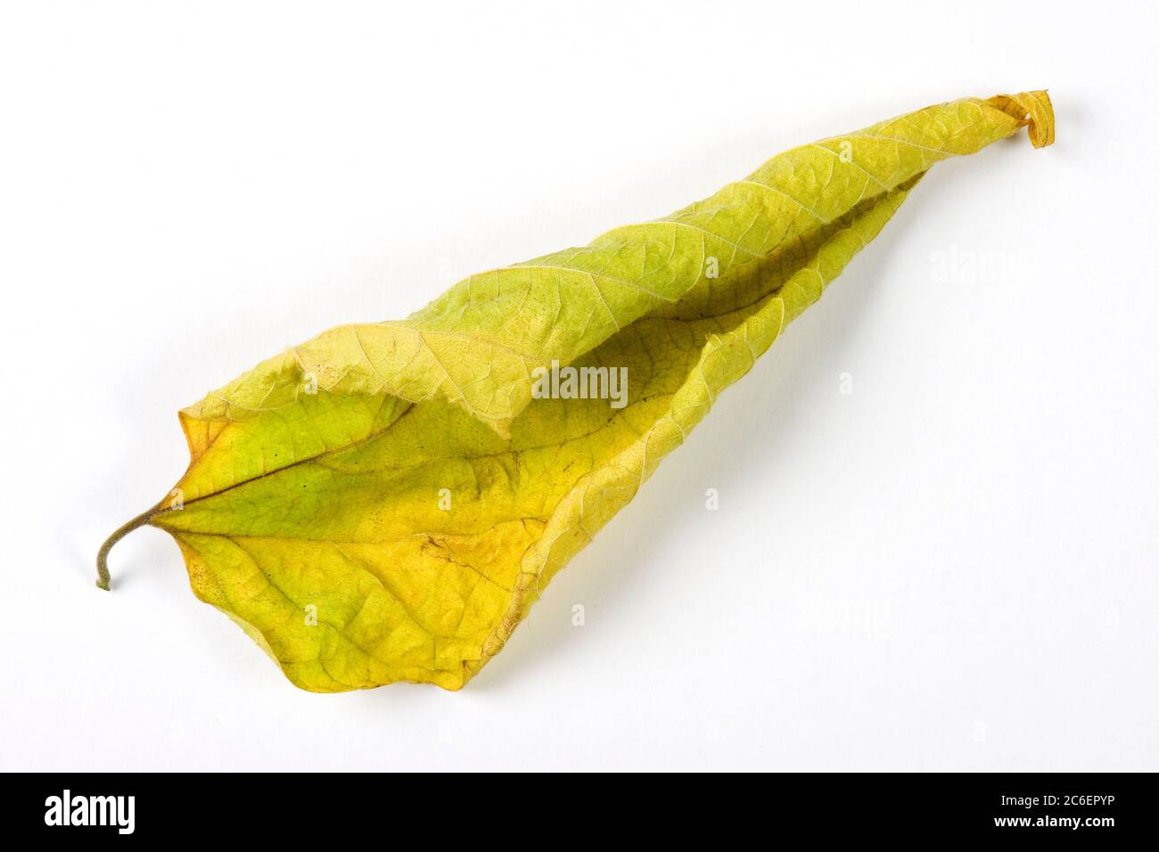 Dry fallen leaf isolated on white paper background Stock Photo - Alamy