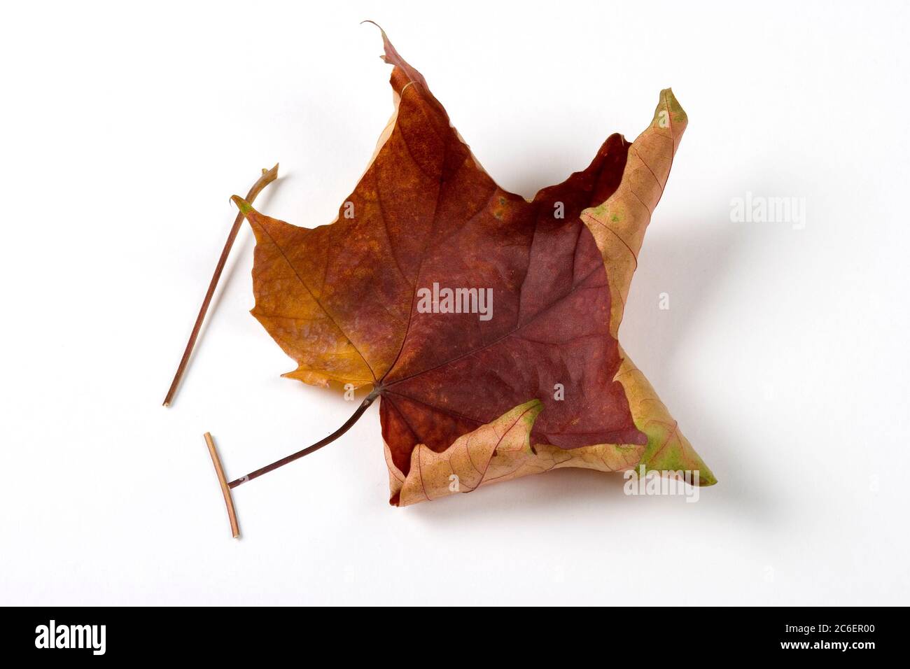 Dry fallen leaf isolated on white paper background Stock Photo - Alamy