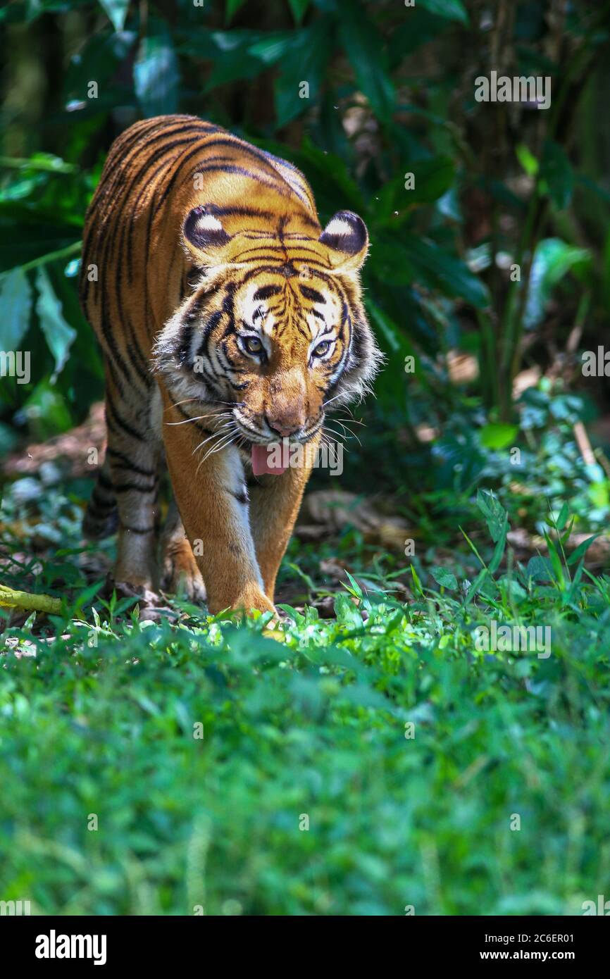 The Malayan Tiger in this captivity Stock Photo - Alamy