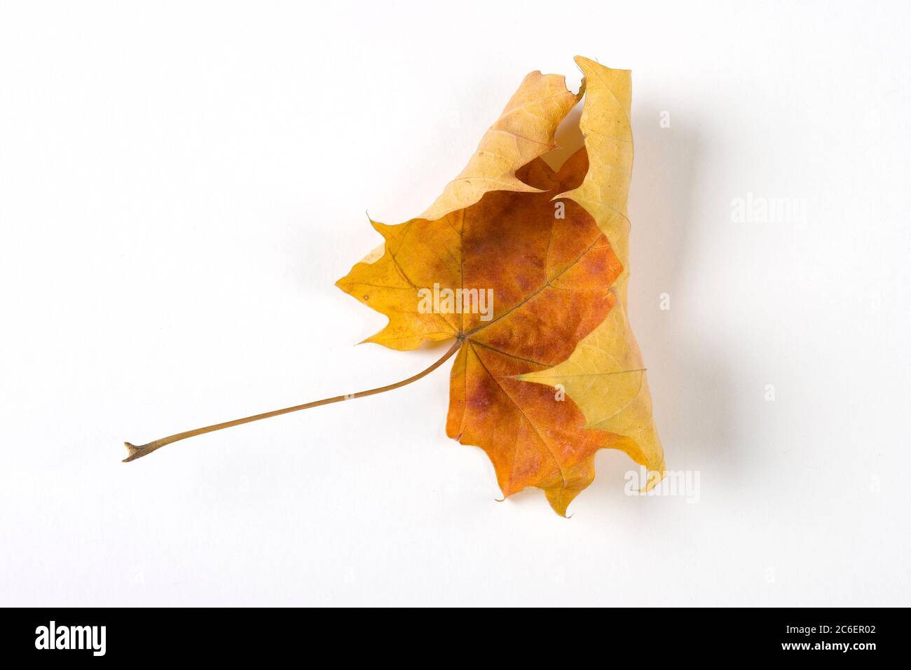 Dry fallen leaf isolated on white paper background Stock Photo - Alamy