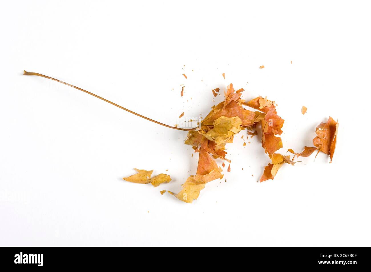 Dry fallen leaf isolated on white paper background Stock Photo - Alamy
