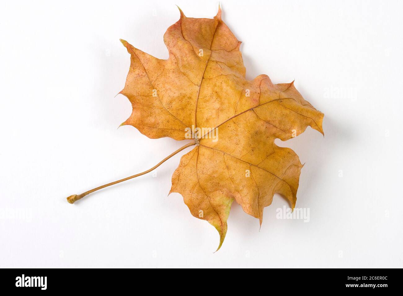 Dry fallen leaf isolated on white paper background Stock Photo - Alamy