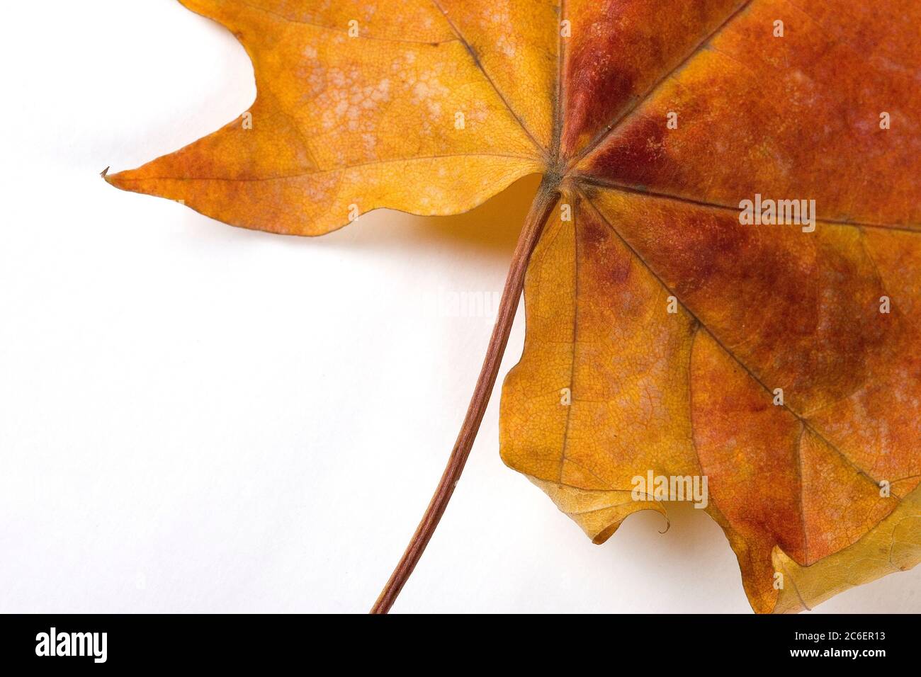 Dry fallen leaf isolated on white paper background Stock Photo - Alamy