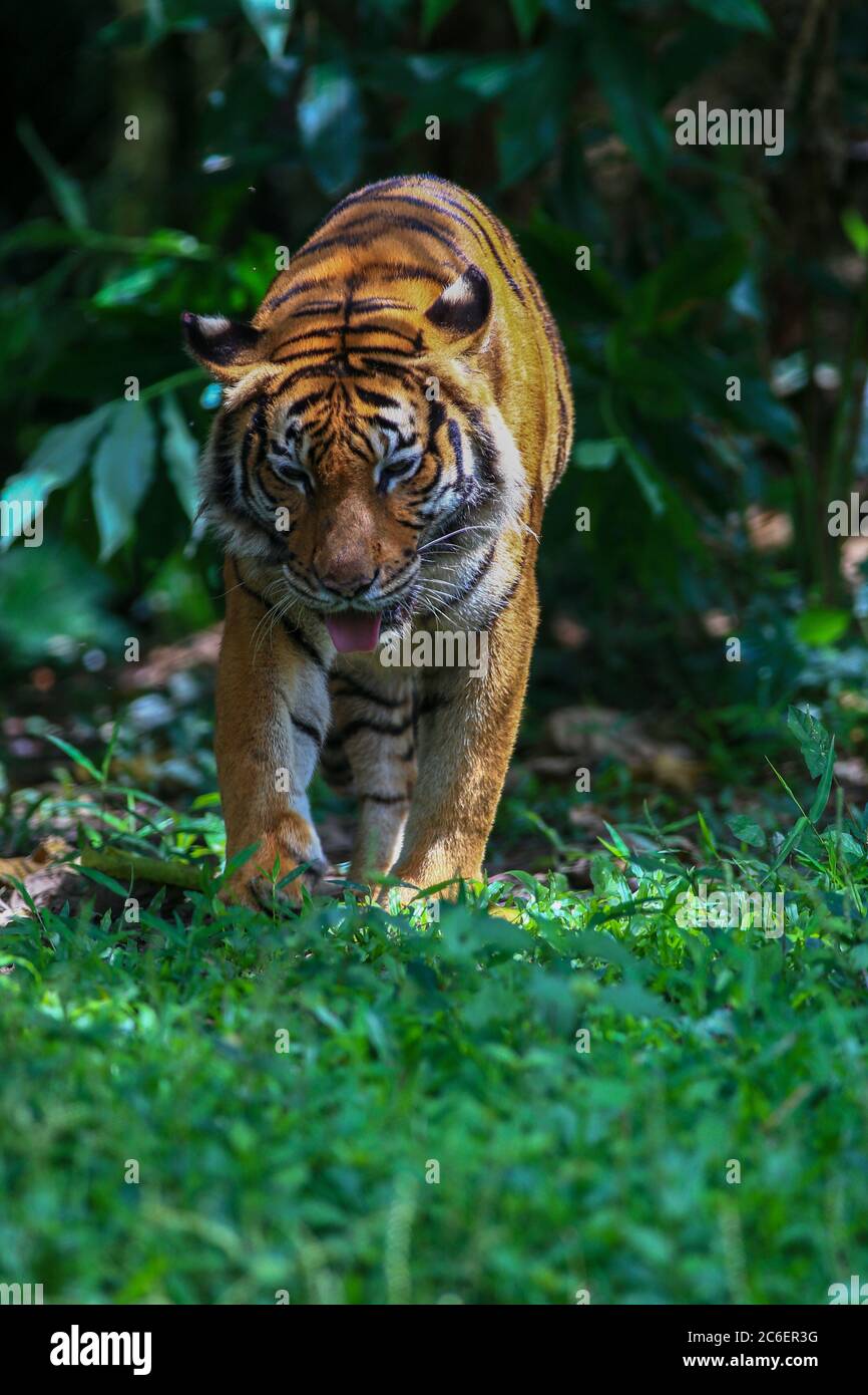 The Malayan Tiger in this captivity Stock Photo - Alamy