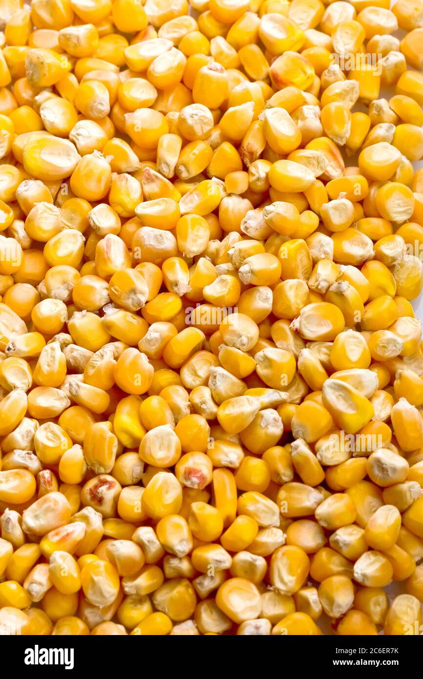 Corn seed texture Stock Photo - Alamy