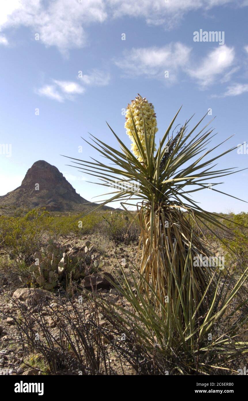 Big bend yucca treculeana hi-res stock photography and images - Alamy