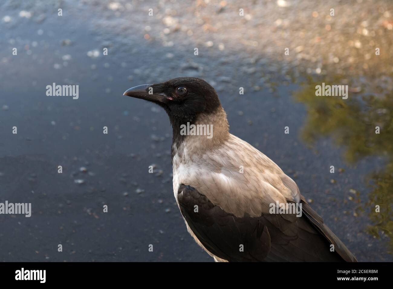 Portrait of a grey raven looking to a camera. Curious crow bird on the ...
