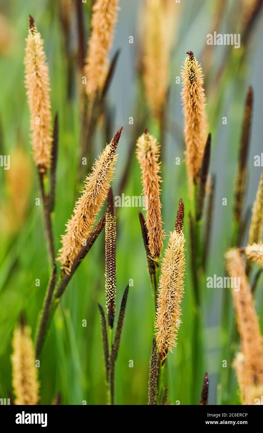 Close up high depth hi-res stock photography and images - Alamy