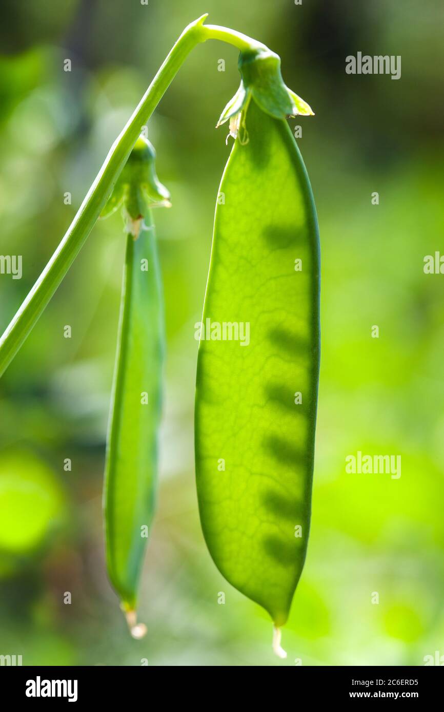 Peas growing in a field hi-res stock photography and images - Alamy
