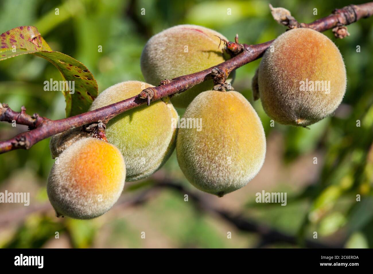 Early spring first peach fruits on the branch Stock Photo - Alamy