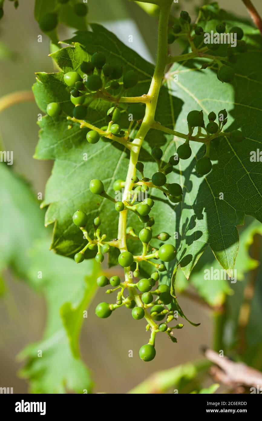 Grape leaves over defocused background of grapevine. Macro closeup ...
