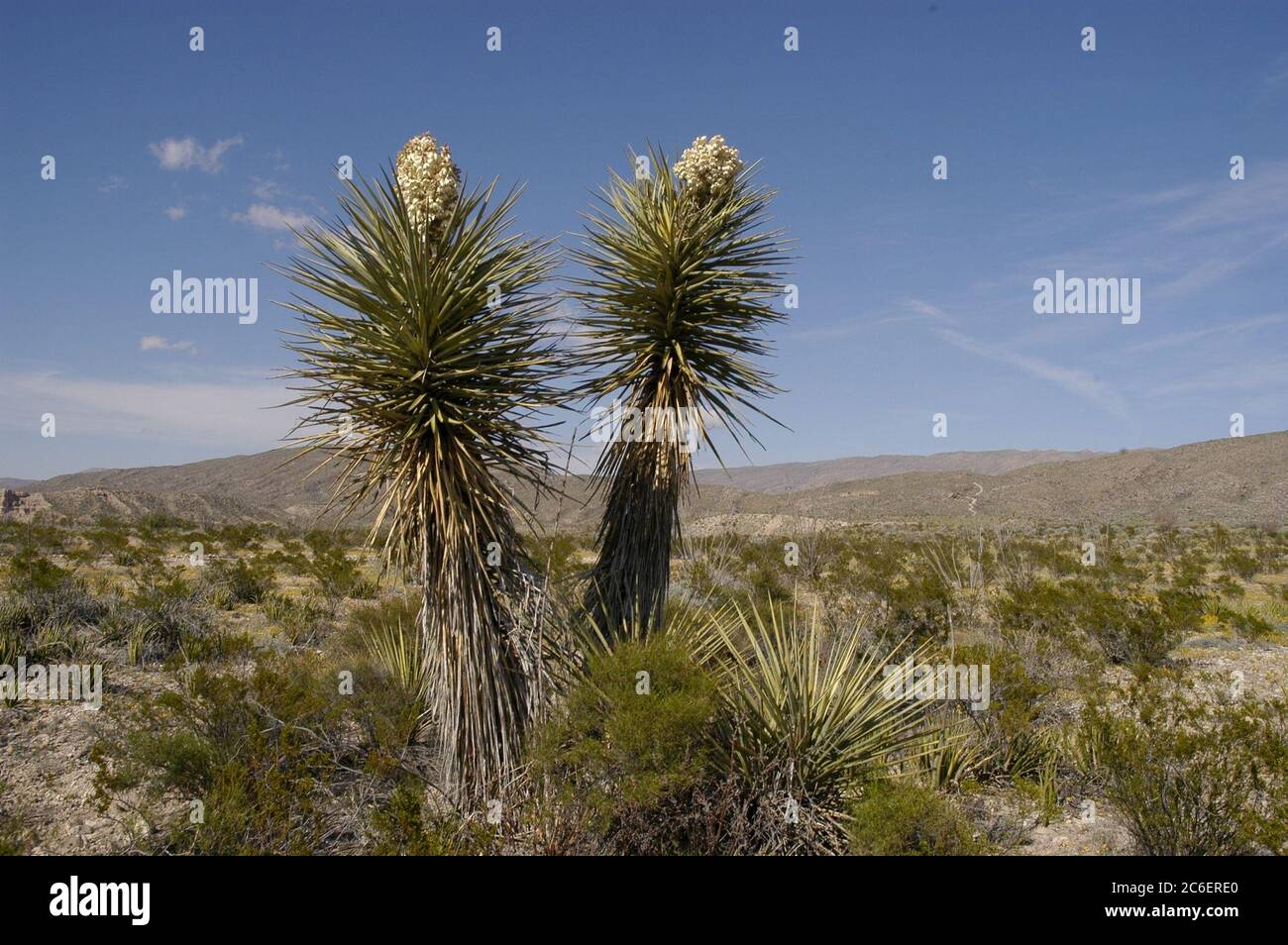 Central texas wildflowers and cactus hi-res stock photography and ...