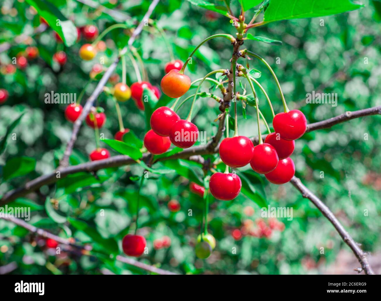 Picking cherries group hi-res stock photography and images - Alamy