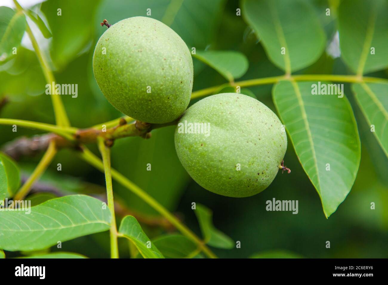 Fruit of a green walnut on a tree Stock Photo - Alamy