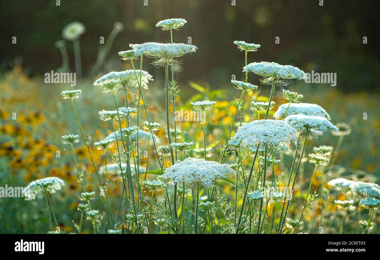 Queen Anne's lace flowers (Daucus carota) being struck by morning sun ...
