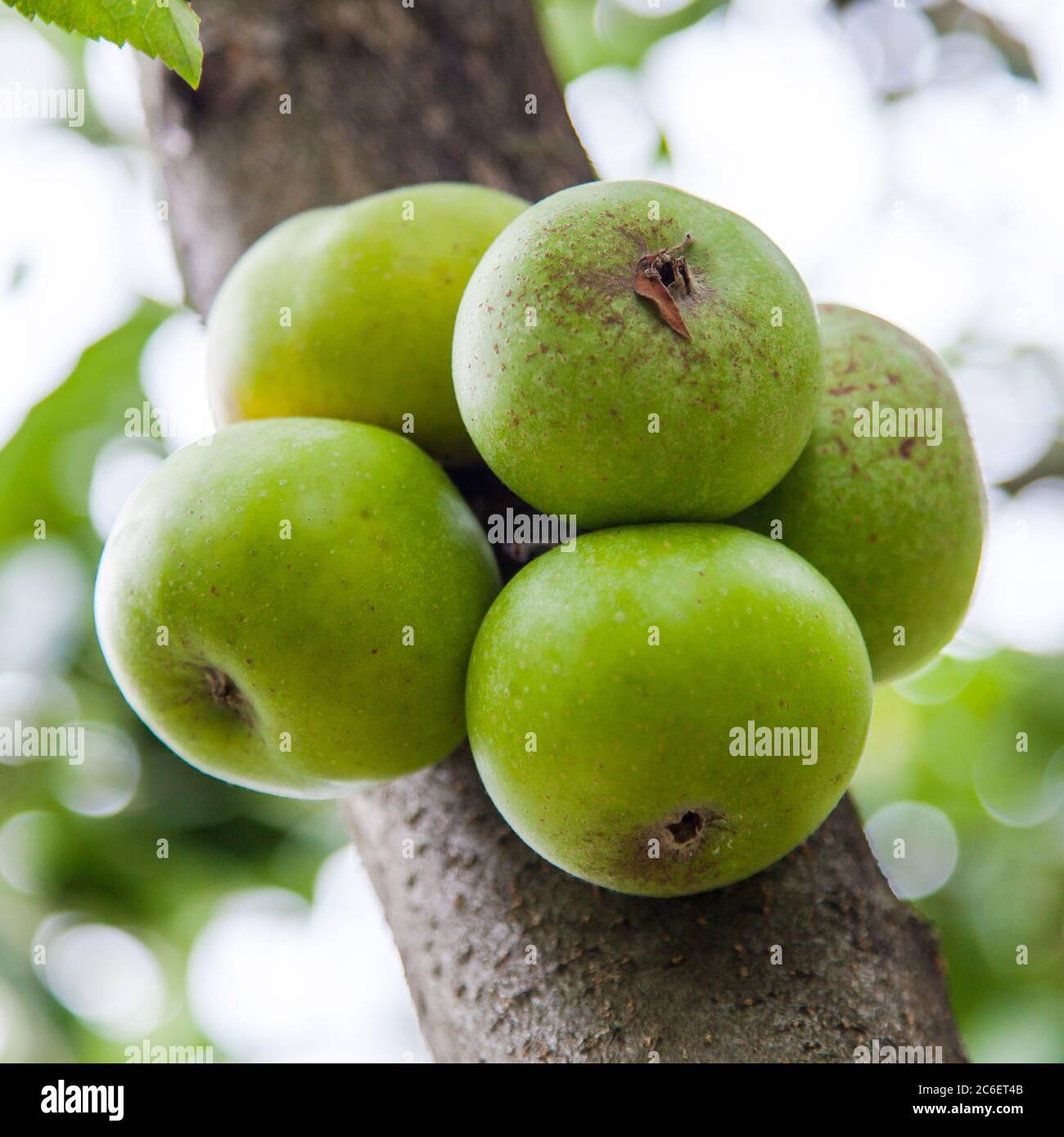 Unusual apples hi-res stock photography and images - Alamy