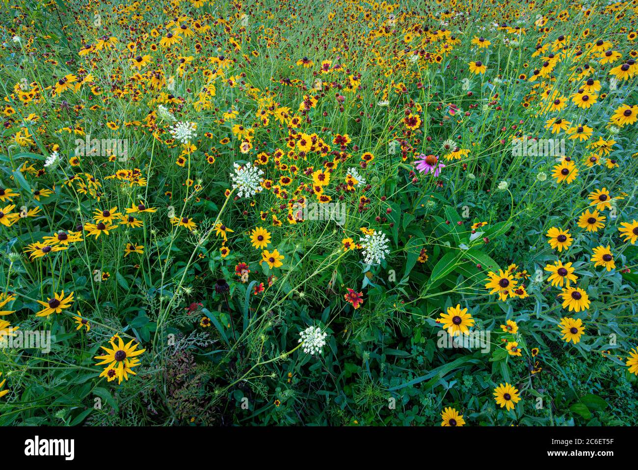 Black-eyed Susan, Queen Anne's lace, purple coneflower, coreopsis, and ...