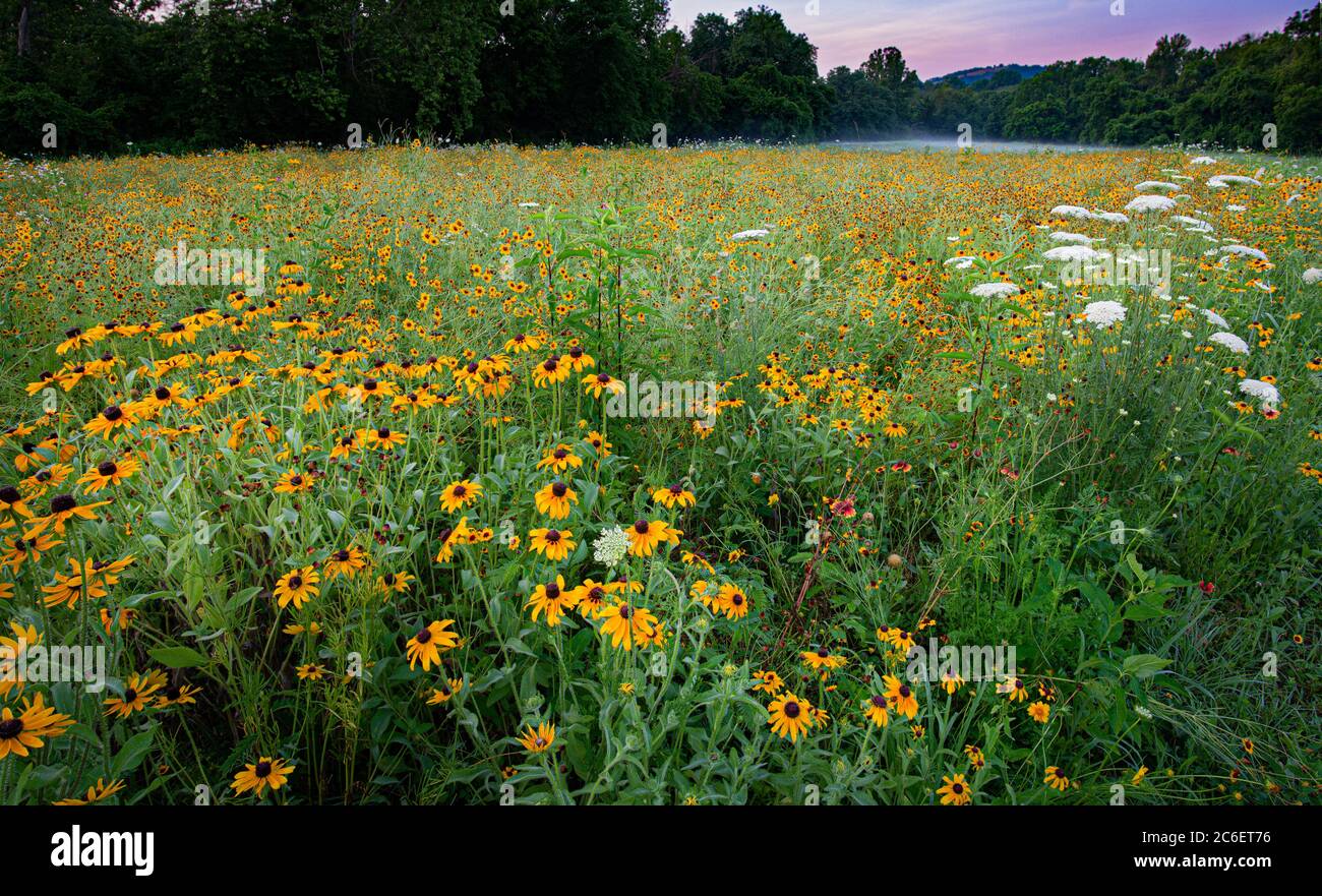 Wildflower meadow on floodplain of the Rivanna River in Charlottesville ...