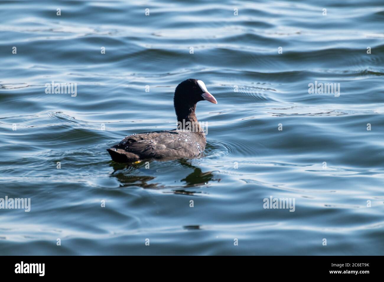 Eurasian coot, black common coot close-up. Wild water bird swimming on ...