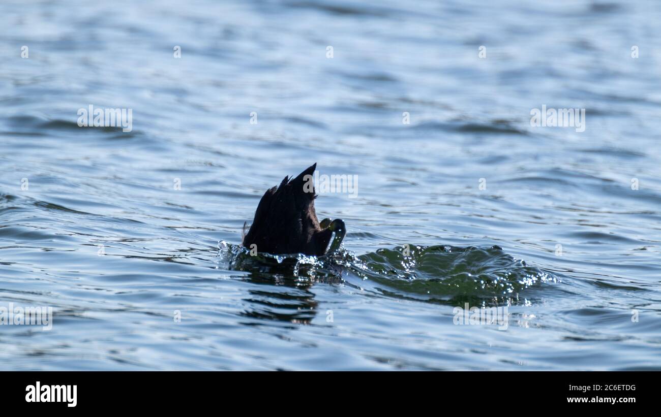 Eurasian coot, black common coot diving. Wild water bird feeding on ...