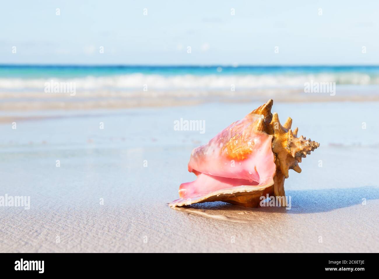 Big seashell on the summer beach in sea. Summer time background Stock ...