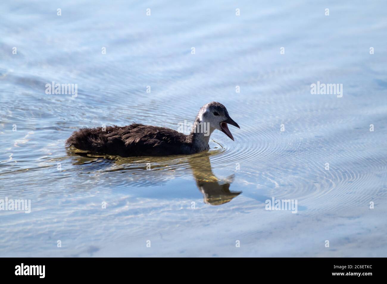 Eurasian coot chick with open beak, feeding. Water bird on mirror green ...