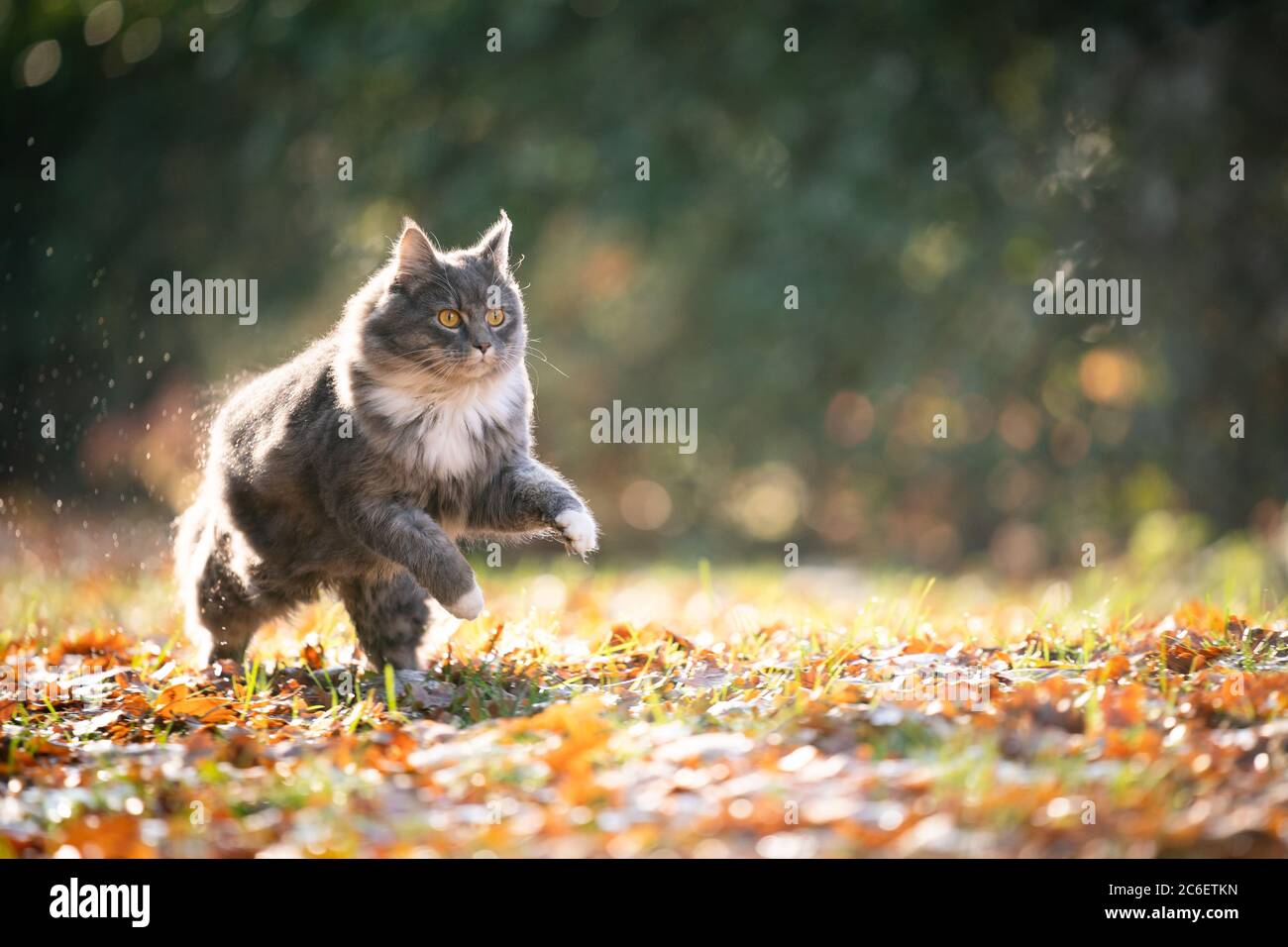 blue tabby white maine coon cat running on grass covered with autumn ...
