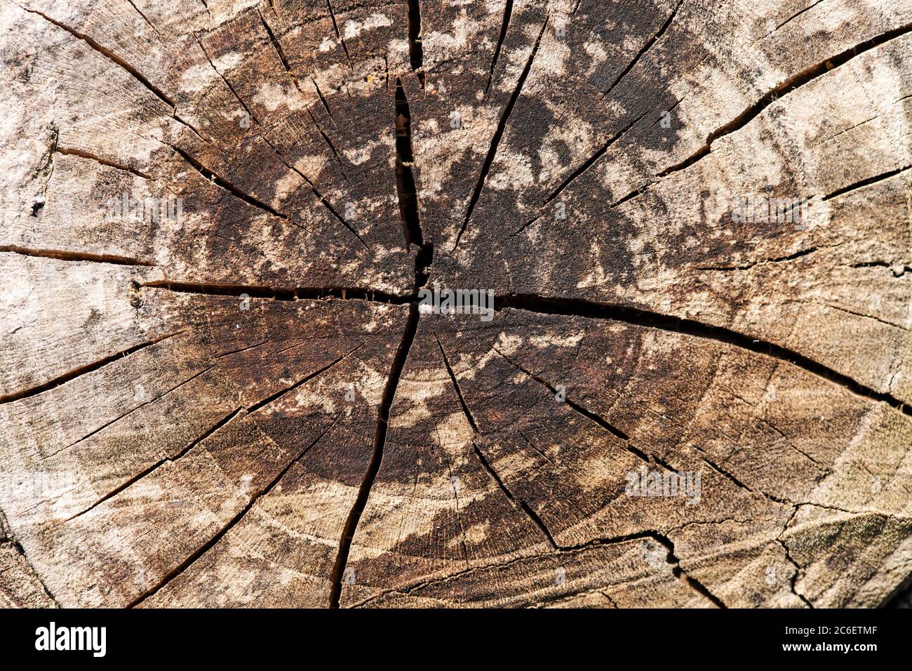 Texture of sawed tree trunk, close-up Stock Photo - Alamy